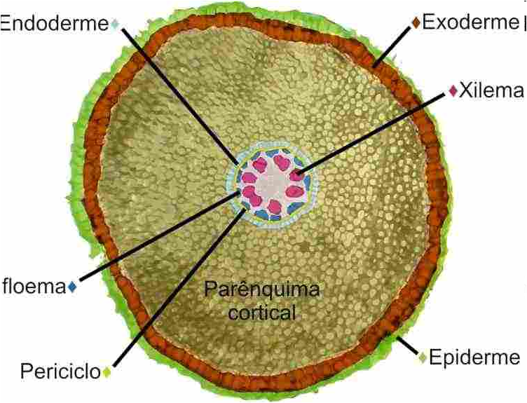 Asteraceae: Estrutura primária e secundária da raiz.