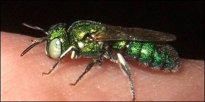 The Most Horrifying Parasites on Earth ~ Most of The Most