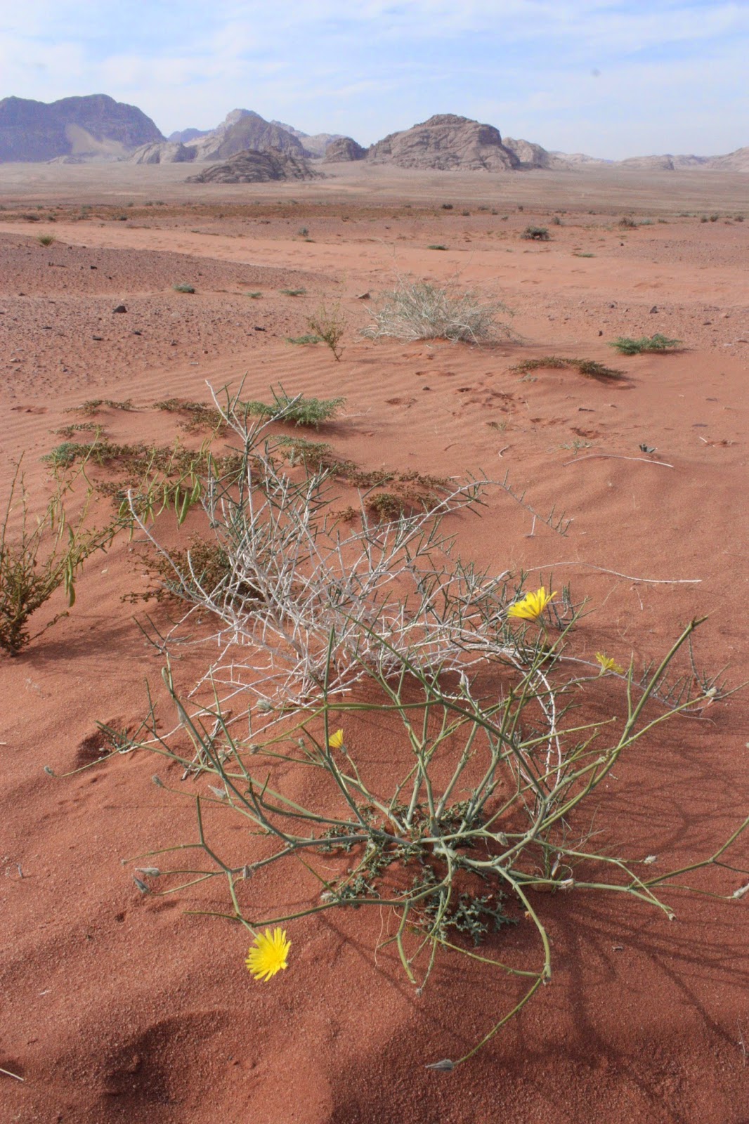 Flore du monde: Flore de Jordanie