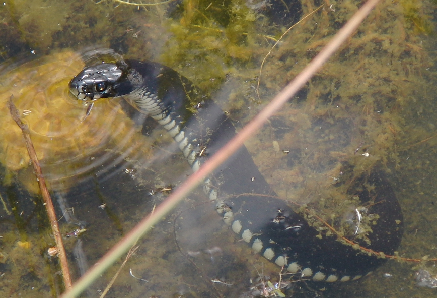 Karins foto och funderingar: Storsnoken