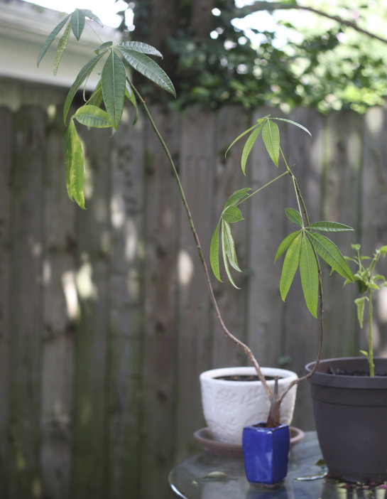 One Office To Another: Transplanting The Money Tree | 17 Apart