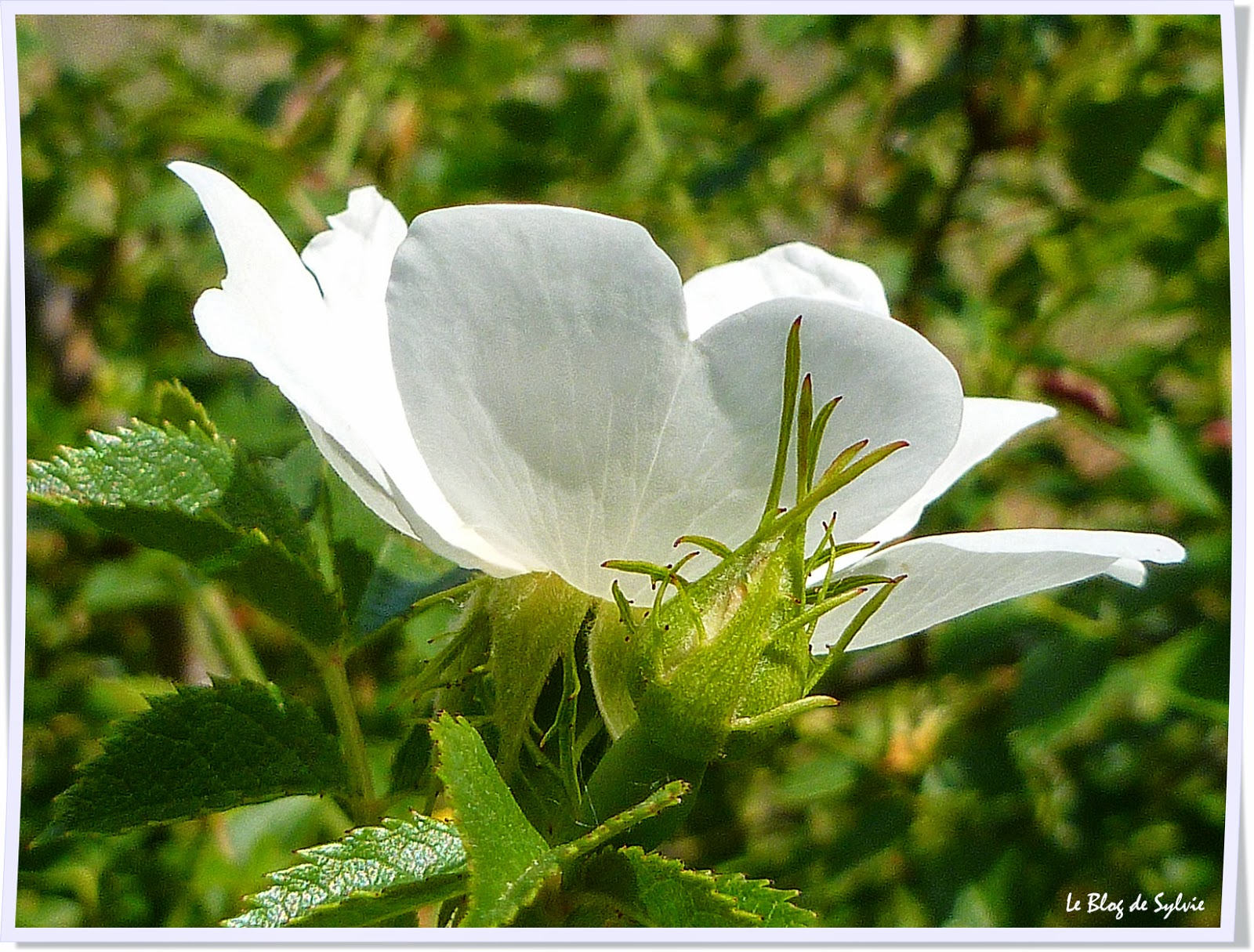 Le Blog de Sylvie: Églantine