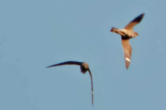 Birding Is Fun!: Common Nighthawk Migration