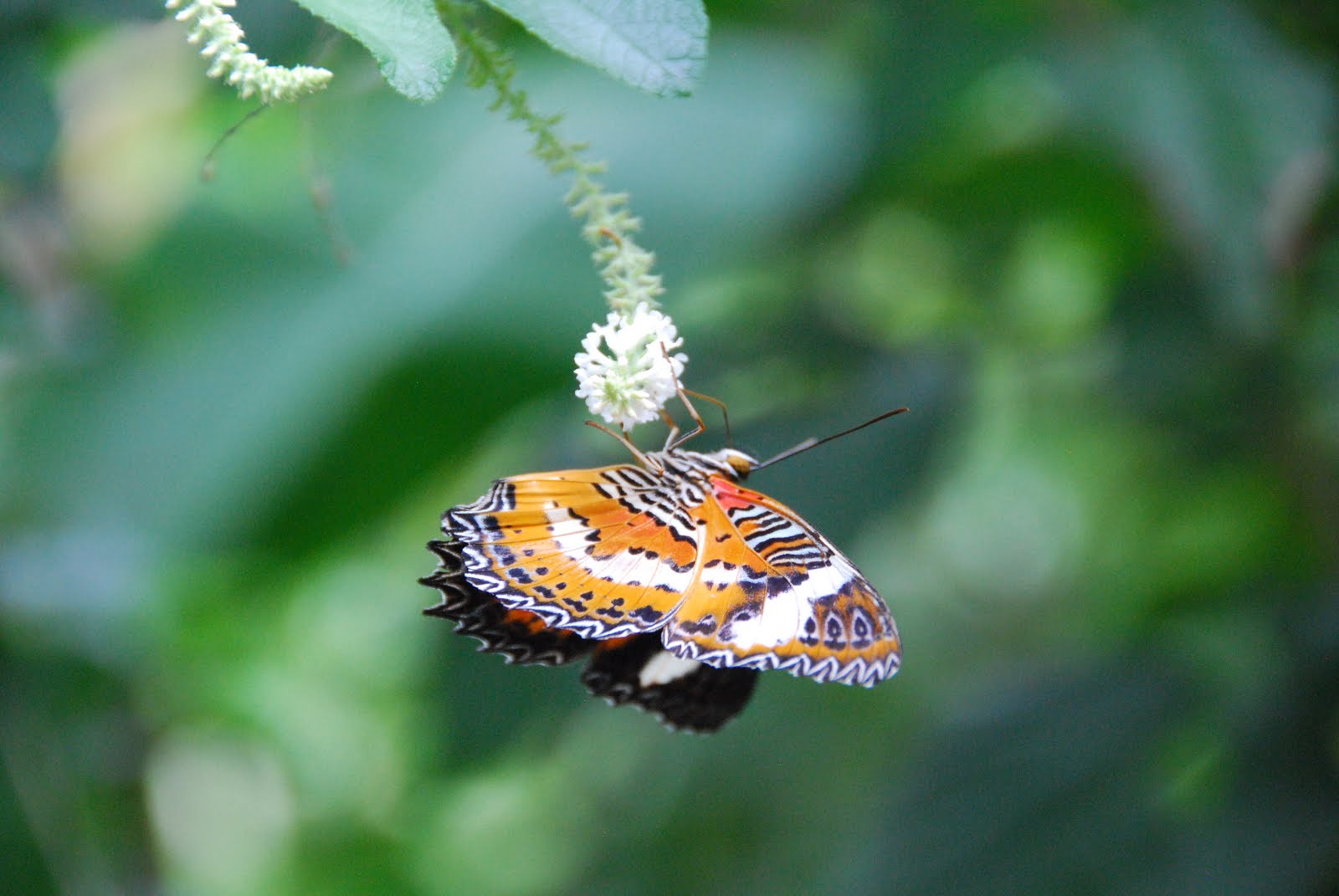 Singapore Weekends: Butterfly Park & Insect Kingdom