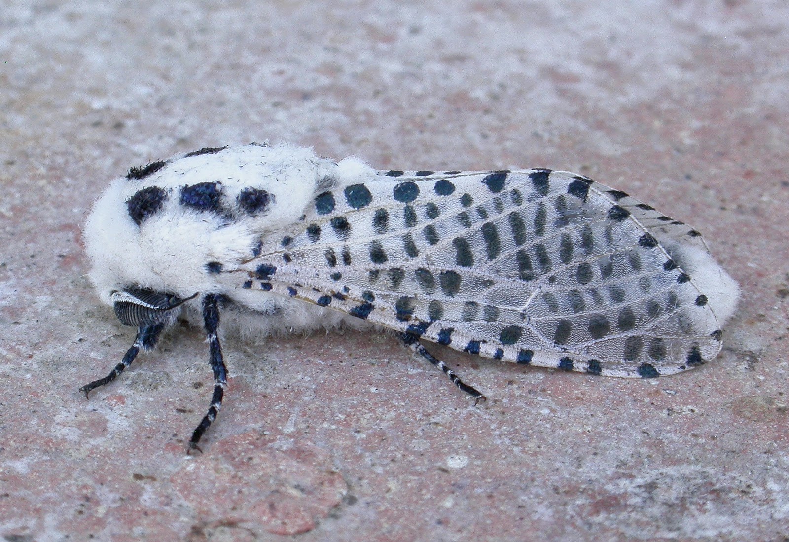 Garden Moths, 1999 to 2022