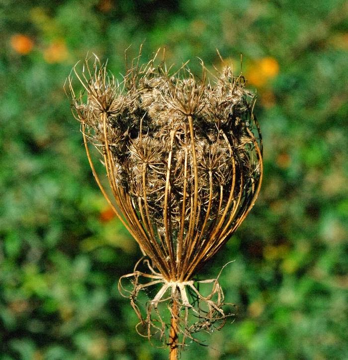 Kresten Hansen: Vild gulerod