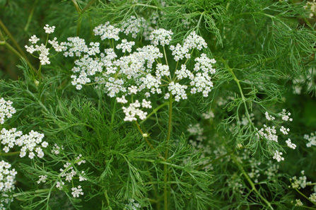 Nós, os Cachorros - No Japão: Plantas que curam: Ajowan - Trachyspermum ...