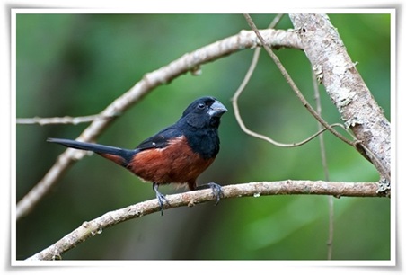 CURIOZEIROS: Defendendo território - O curió na natureza.