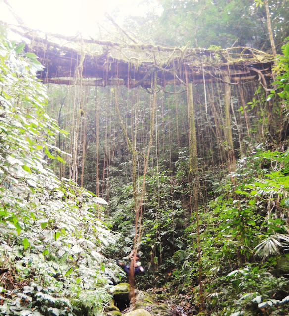 evenfewergoats: The Undiscovered Living Root Bridges of Meghalaya Part ...