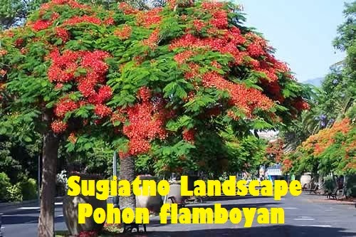 Pohon Flamboyan, Keunikan bunga flamboyan, Harga flamboyan | Tukang Taman