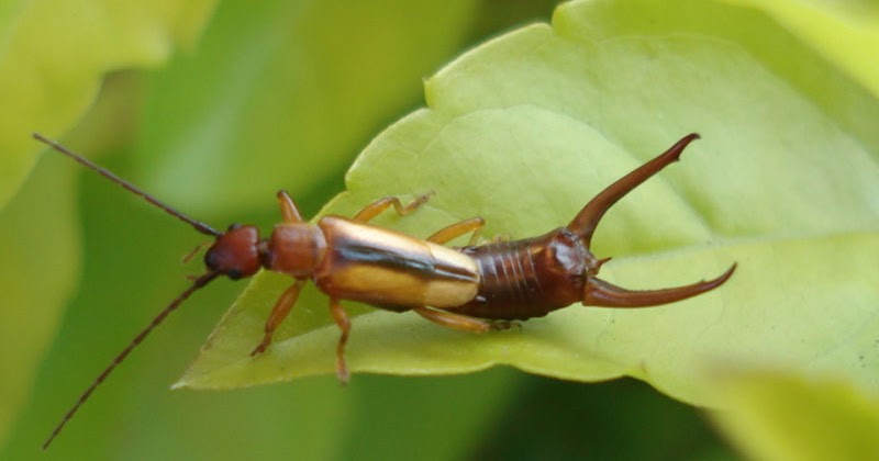 BIOLOGIA DA VEZ: "Tesourinha"