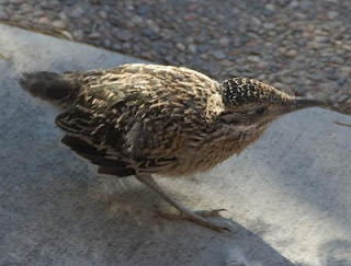 Species Roadrunner Bird | Animals In The World