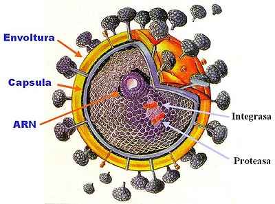 Estructura y enfermedades de virus