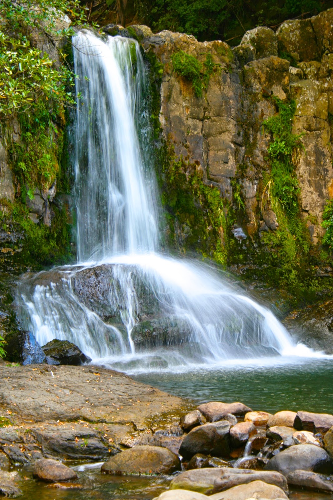 Take On Takapuna: Coromandel - Driving Creek Railway & Waiau Kauri ...