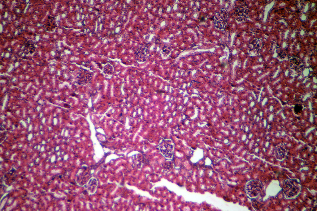 Histologia UFJF: Lâmina 27 - Rim