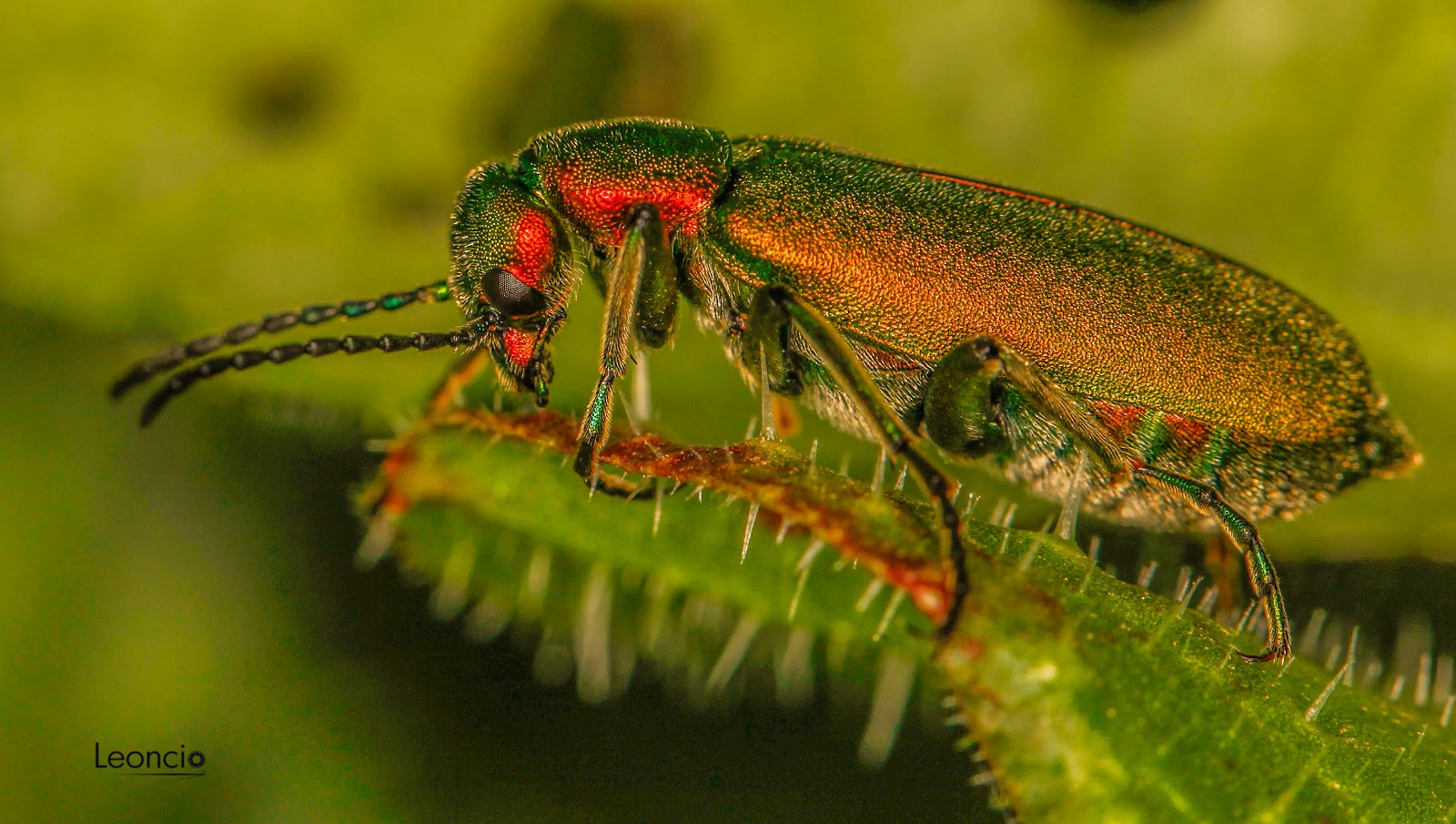 FOTOGRAFÍA Y NATURALEZA EN ANDALUCÍA: MACROFOTOGRAFÍA-INSECTOS ...