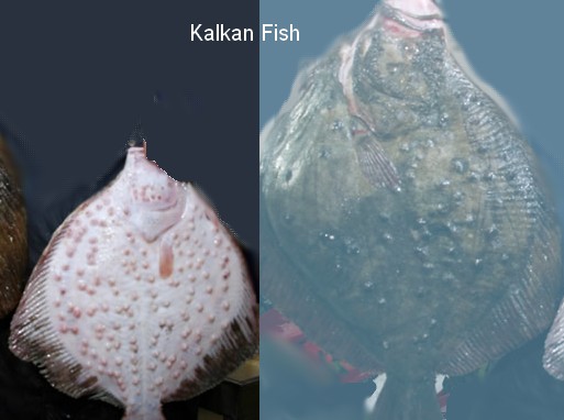 WONDER: Honey-sweetened Salmon fish is Not the best tasted desert, but ...