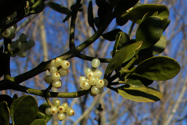 An Explanation of Creation: Day Eighteen: Mysterious Mistletoe