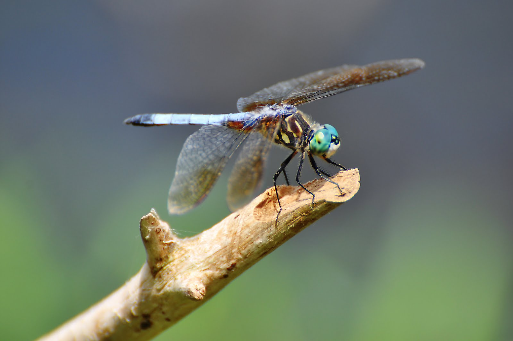 Animales con alas - Imagui