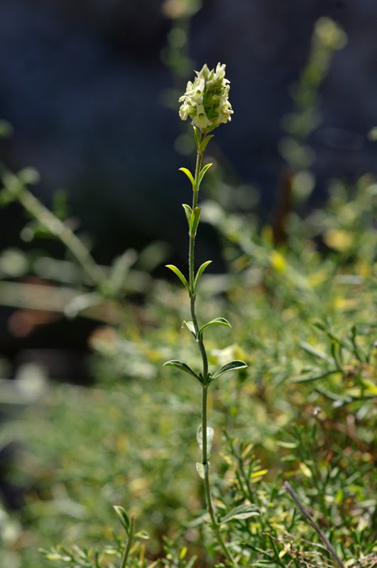 Paseos por la naturaleza: Sideritis hyssopifolia. Te de monte.