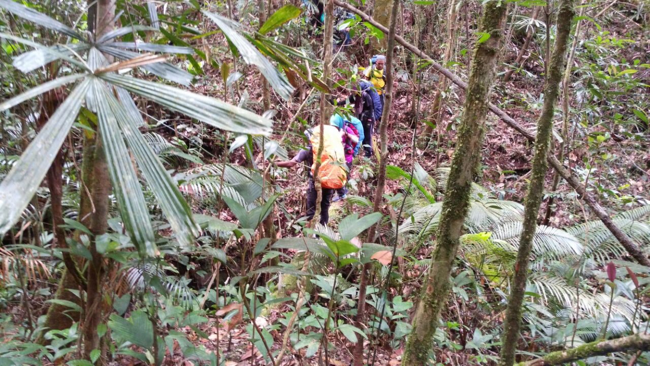 Hiking Log : Trans Tikus Makmal (Pine tree - Twin Peak - Semangkuk ...
