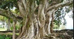 Fungsi Jaringan pada Akar Tumbuhan - Biologizone