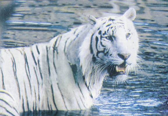 White Tigers and Their Future: RAREST OF RARE PHOTOS