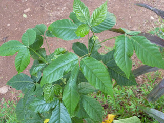 Tit Berry - Kobbe or Mudu Kobba | SL Flora