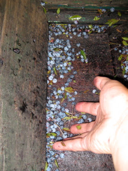 The Life of H. Ernest Chen: Blueberries for Ernie