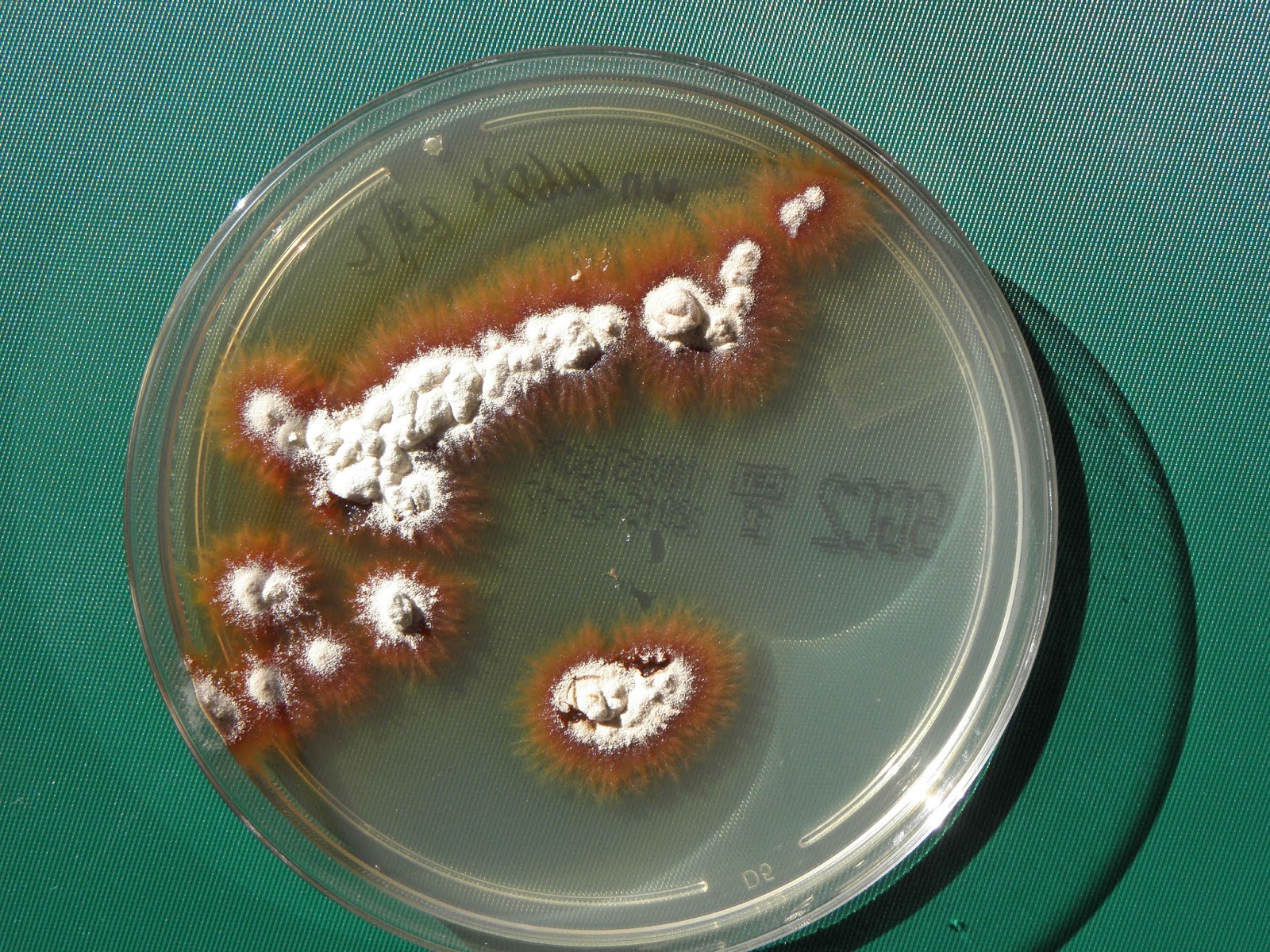 ATLAS MICOLOGIA: TRICHOPHYTON VERRUCOSUM