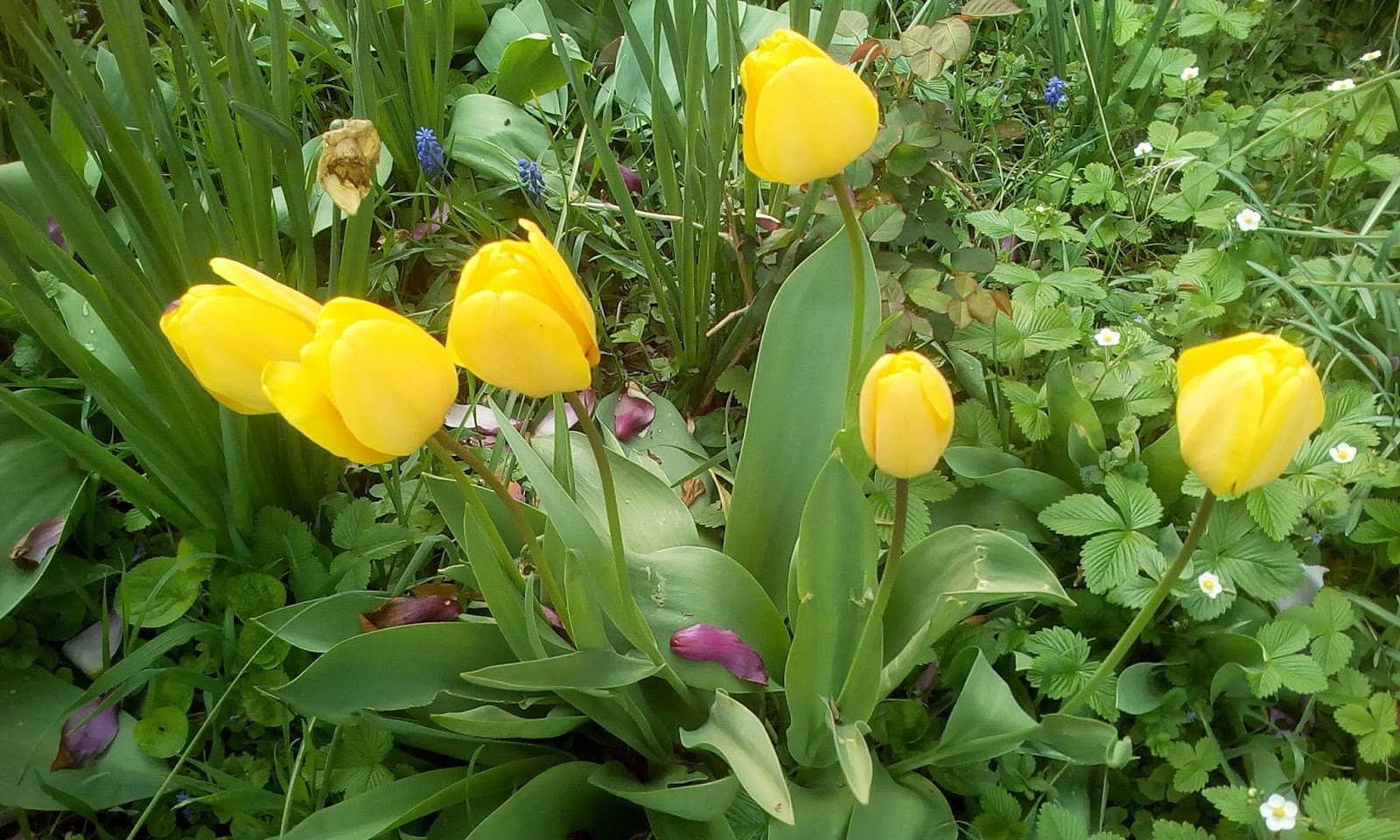 Rdeče rumeni tulipani