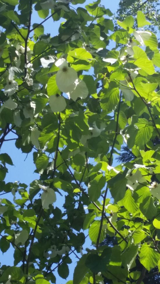 Future Plants by Randy Stewart: Davidia - Dove Tree