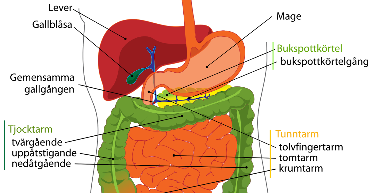 8B Människokroppen: Matspjälkningen