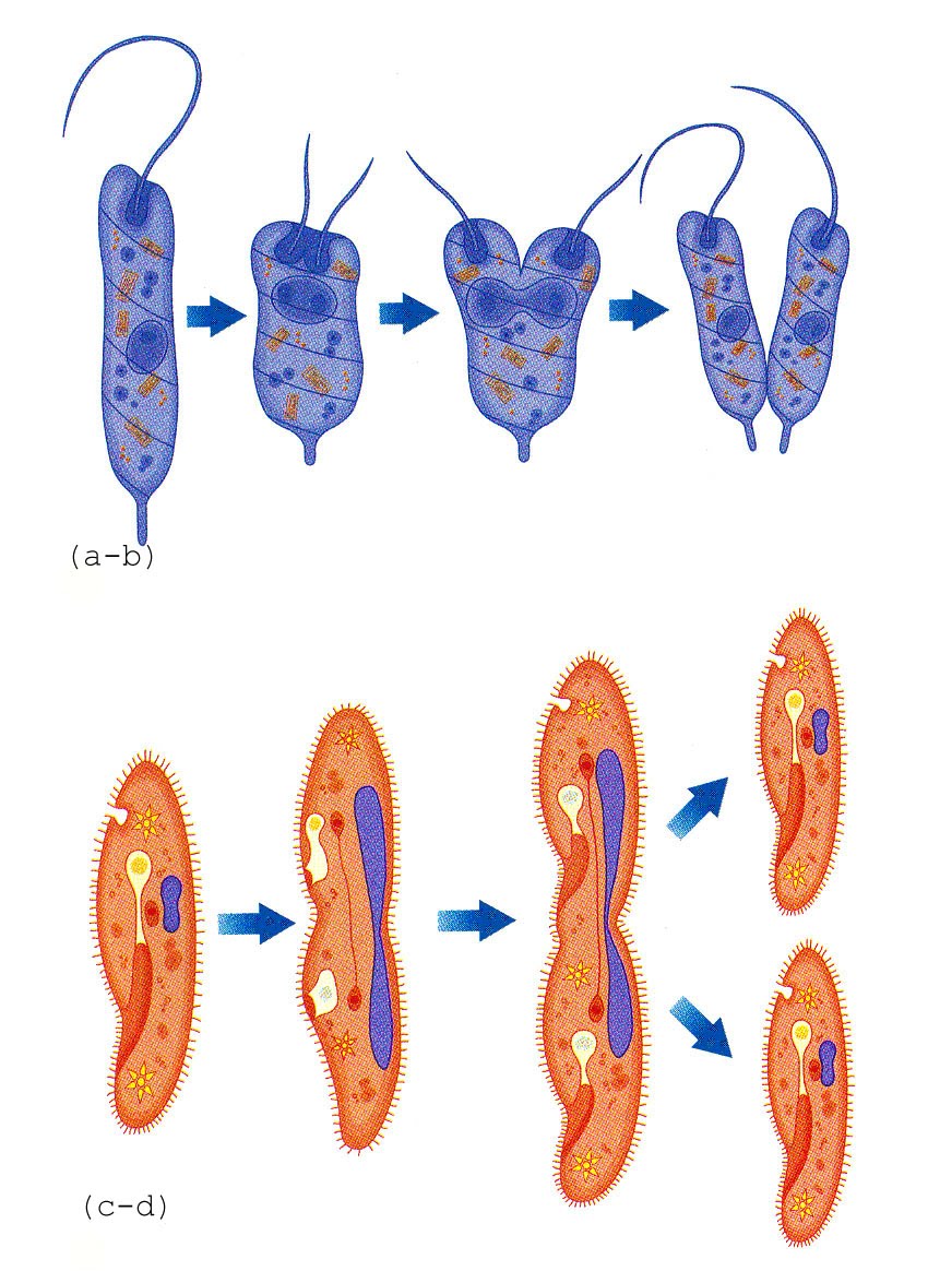Thai Sanoo: parthenogenesis คือ