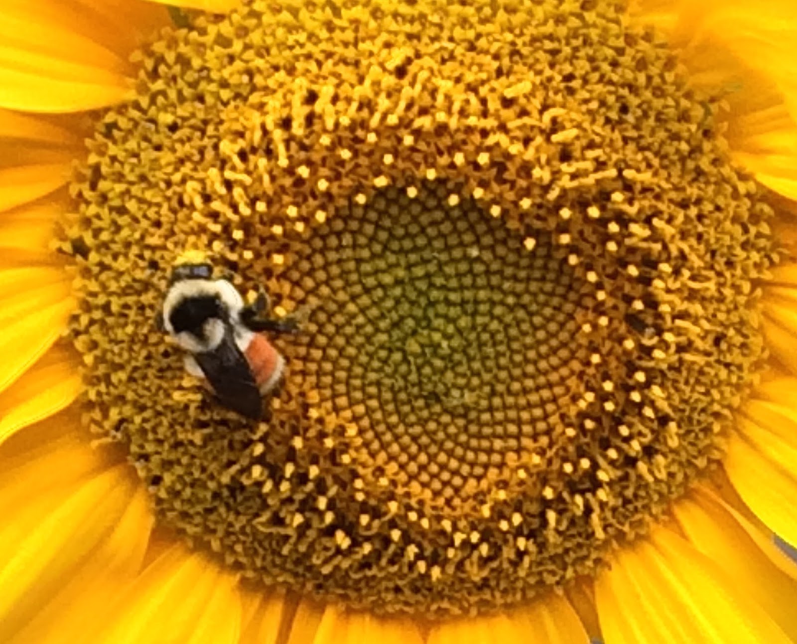 Gardening with Jess: Buffalo berry jelly