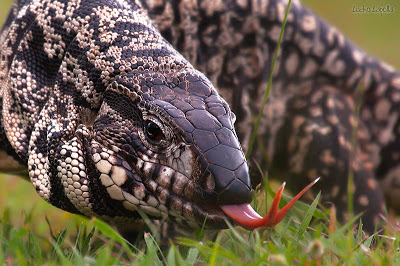 BIBOCA AMBIENTAL : TEIÚ: CONHEÇA ESTE BELO RÉPTIL