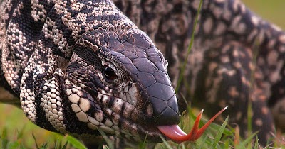 BIBOCA AMBIENTAL : TEIÚ: CONHEÇA ESTE BELO RÉPTIL