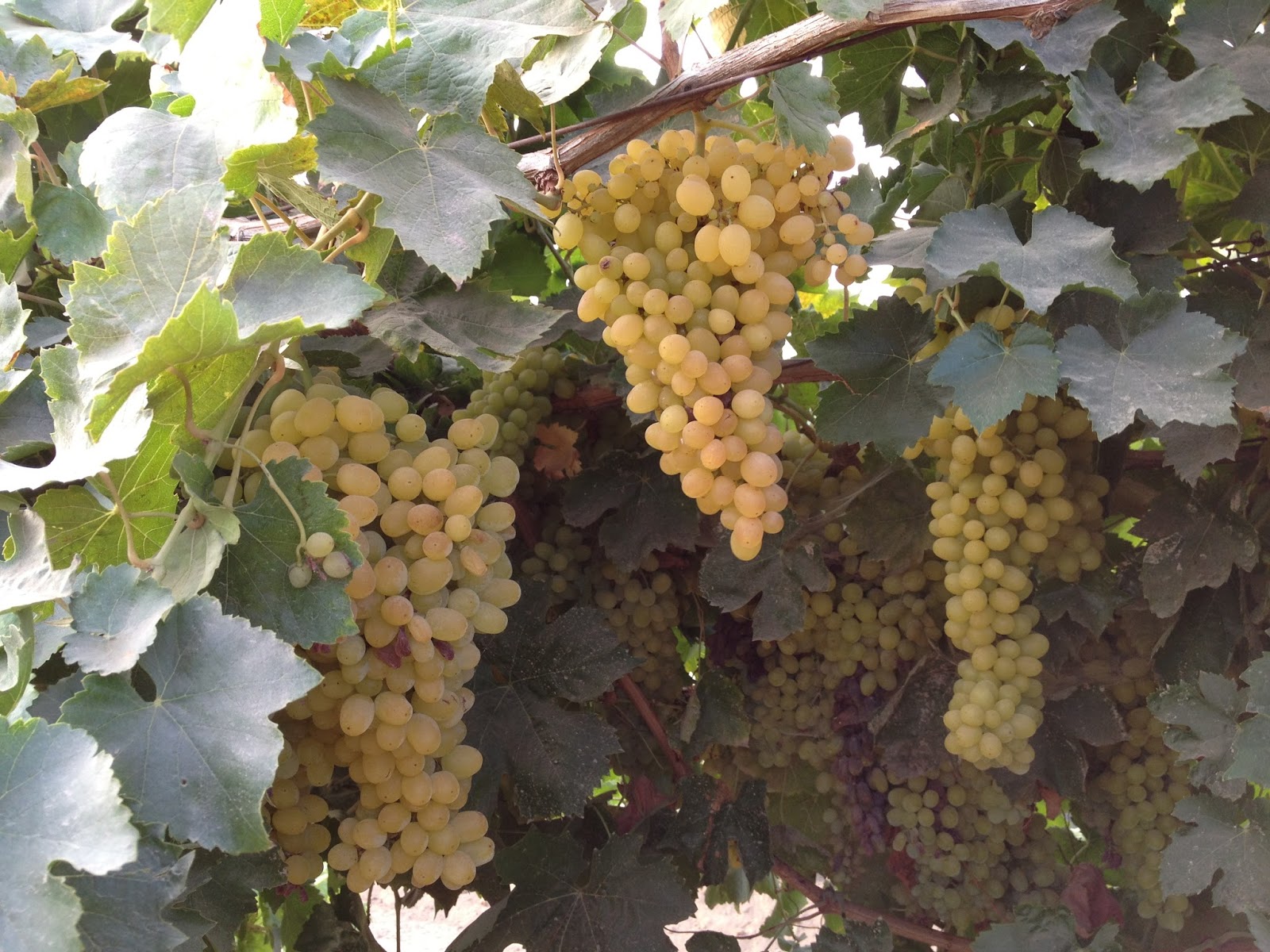 M & M Grandma's Mission: Serving in the Lord's Vineyard