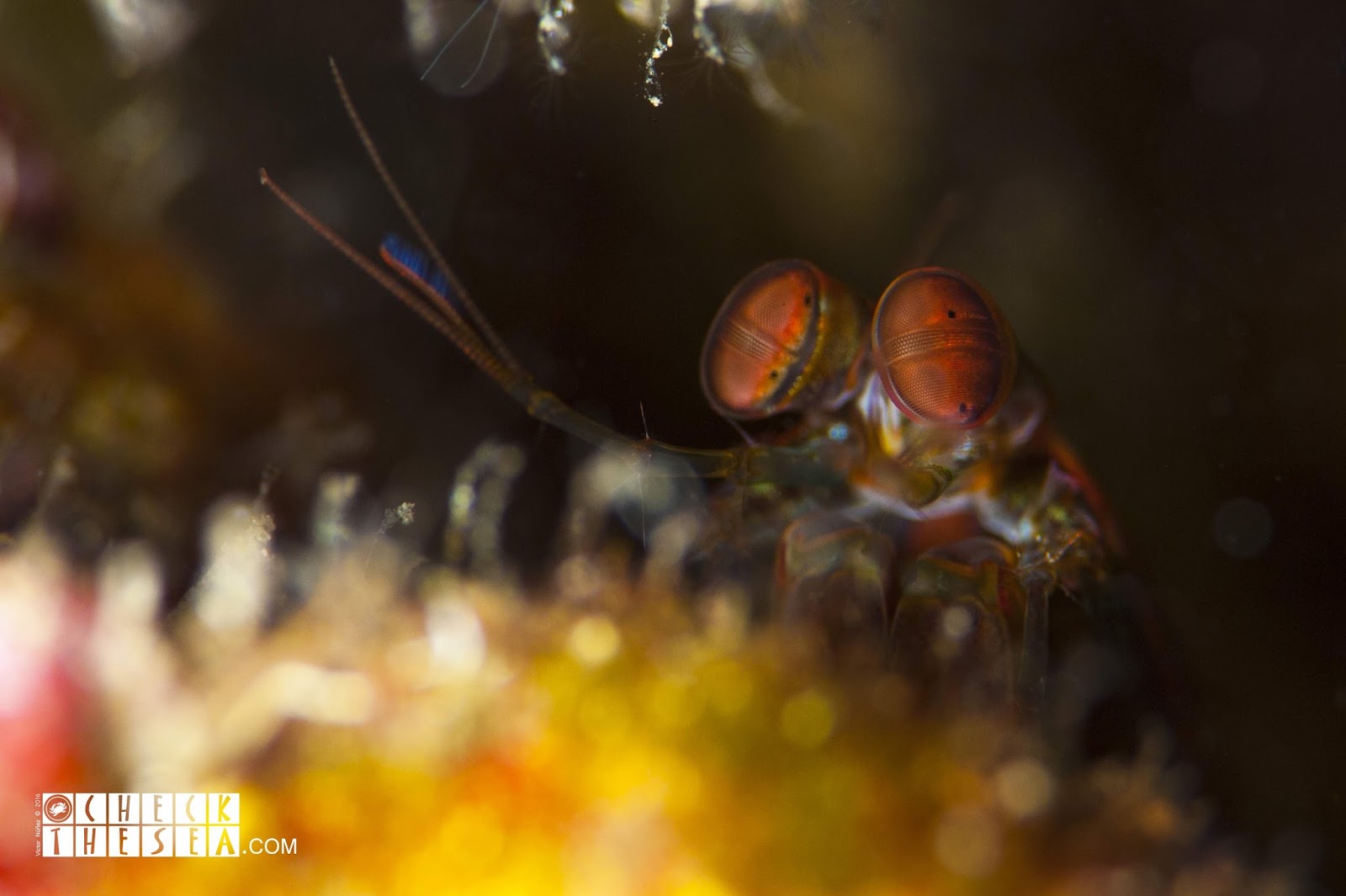 Check the Sea. Web de buceo y fotografía submarina de las Islas ...