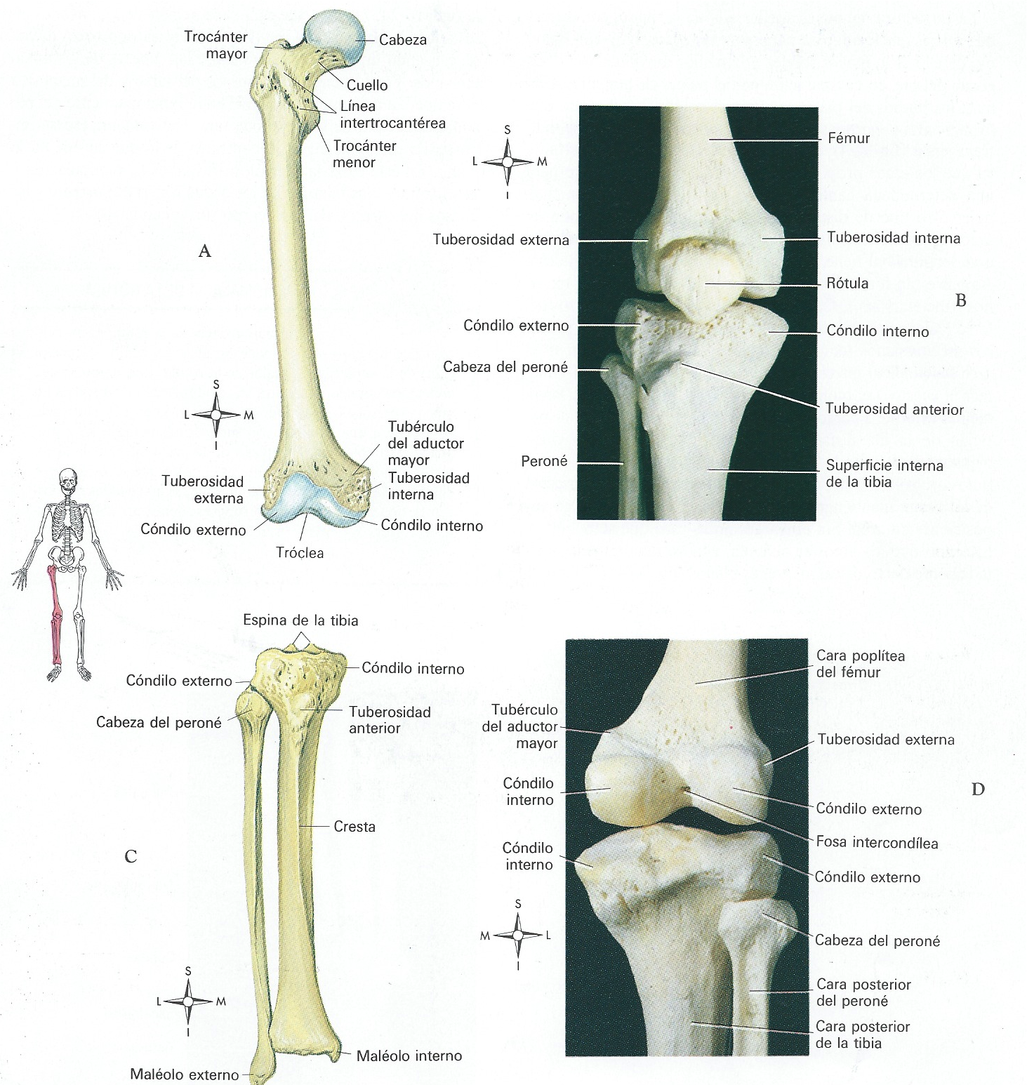 LÁMINAS PROFESOR JANO: LÁMINAS ESQUELETO APENDICULAR