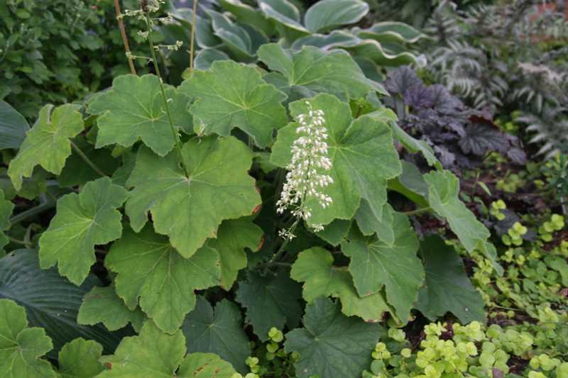 The amazing native Coralbells - Heuchera villosa