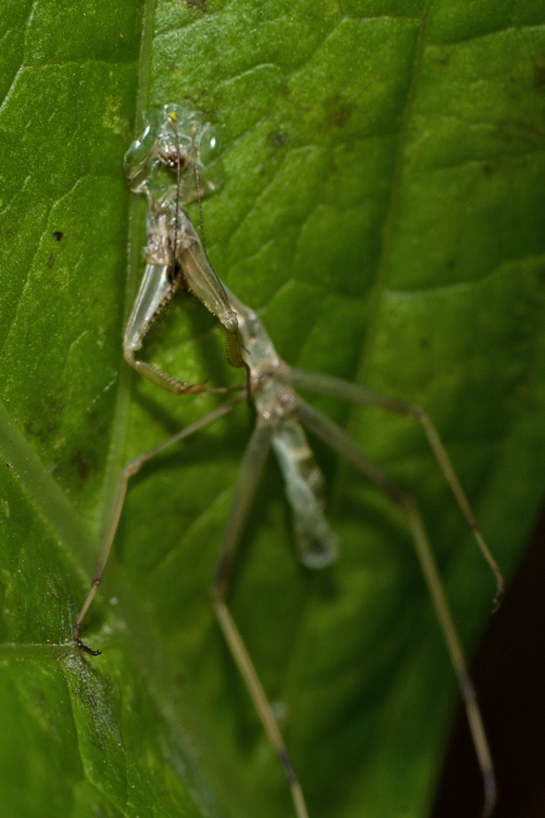 Mantid Microcosm : Hot sun, heavy rain, gale-force winds! Oh my!!
