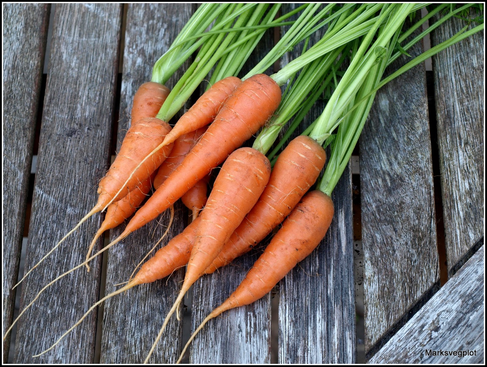 Mark's Veg Plot: Harvesting Carrots