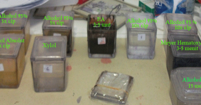 Let's share together: Teknik Pembuatan Sediaan(preparat) untuk ...