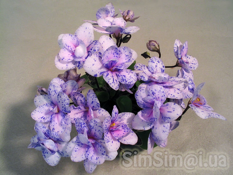 Beauty will save the world!!!: African Violet "N- Snezhnyi Georgin"