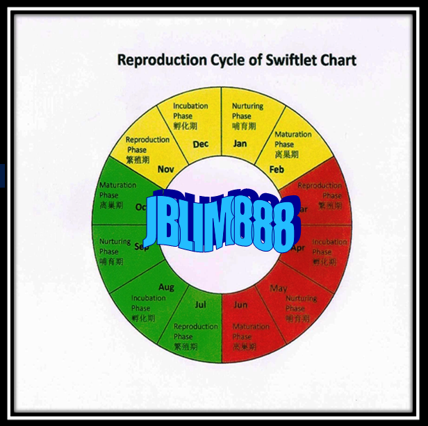 Swiftlets Talk JBLIM888: REPRODUCTION CYCLE OF SWIFTLET CHART 燕子哺育循环图表