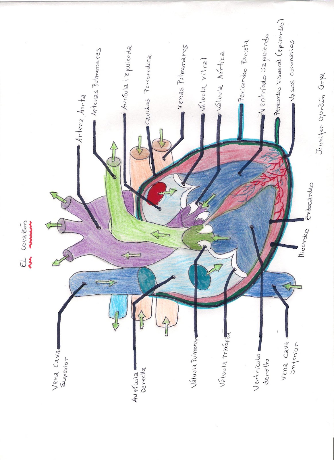 comprensión del medio jenny: El corazón