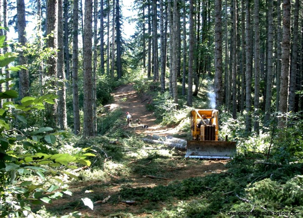 Forest Conservation | Wallpapers Gallery