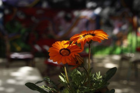 THE WALL CAFE ΚΑΦΕΤΕΡΙΕΣ ΑΓΡΙΝΙΟ | ΔΙΑΣΚΕΔΑΣΗ ΑΓΡΙΝΙΟ | ΚΑΦΕ ΑΓΡΙΝΙΟ ...