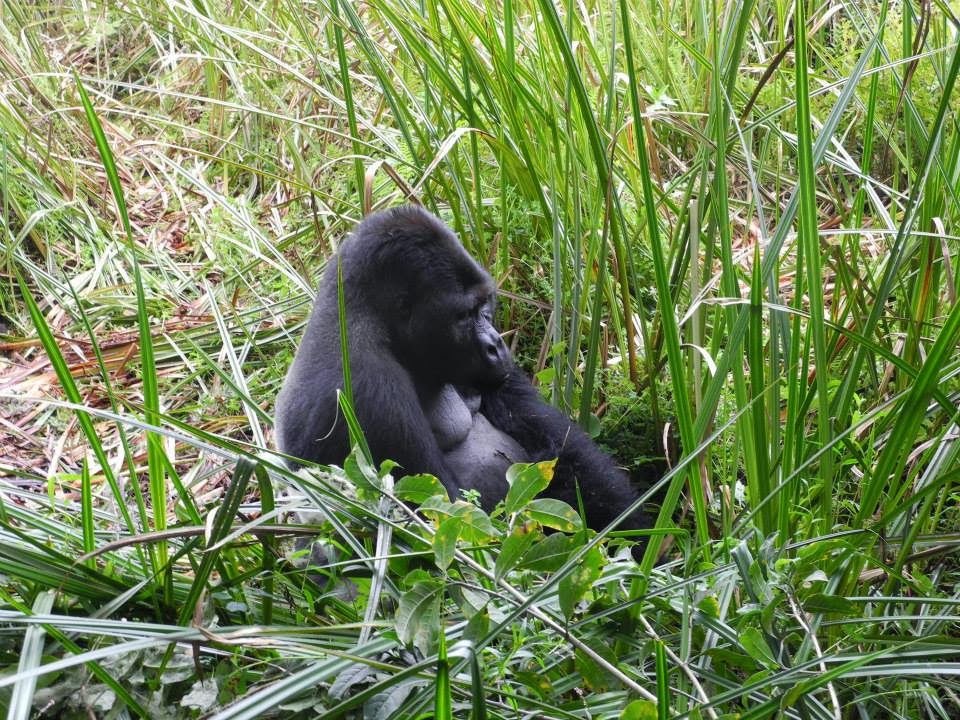 Nibelle et Baudouin: Gorilles des plaines au Congo...